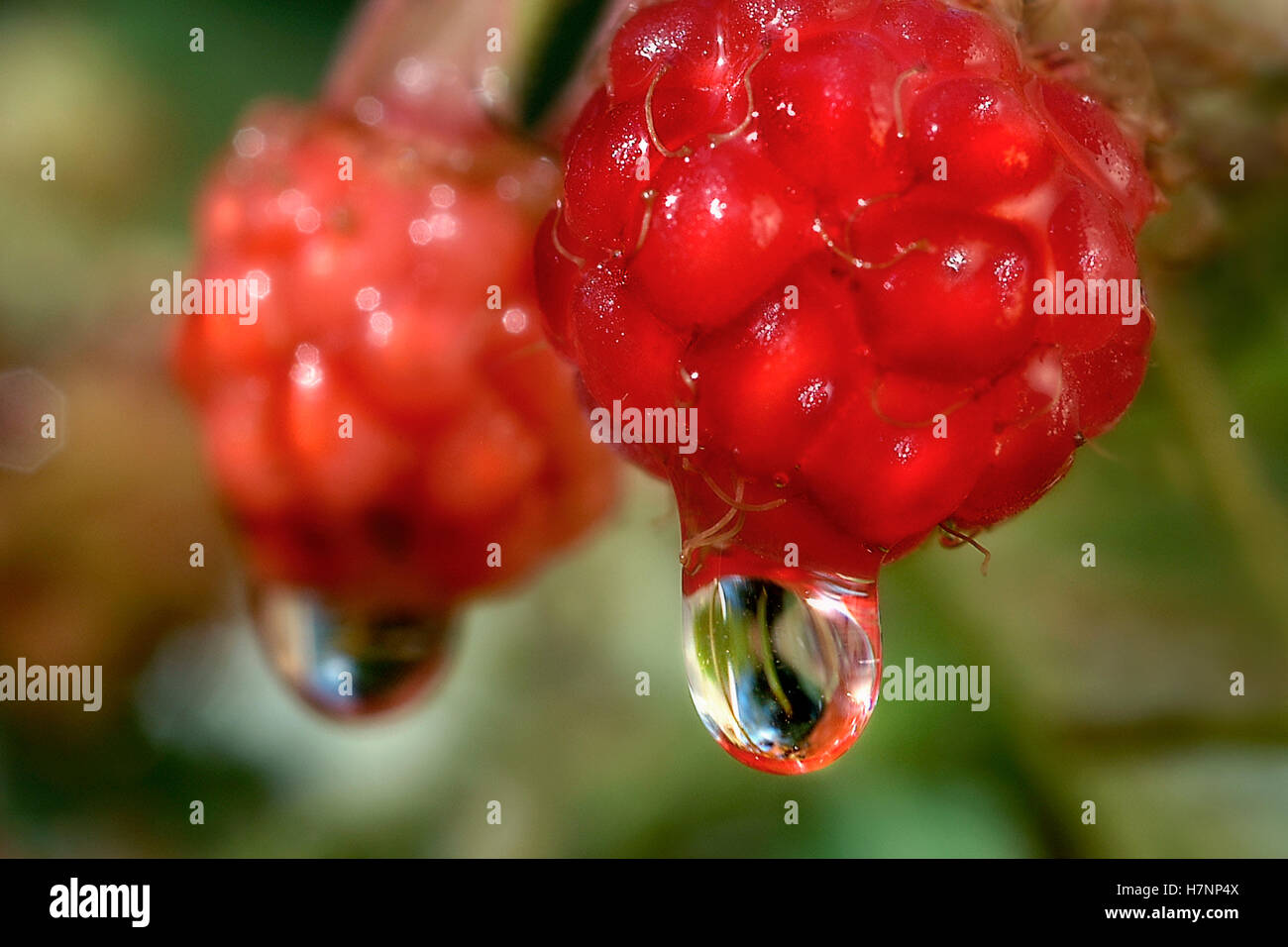 Bramble (Rubus sp), rasberries with dew drops, Northwoods, Minnesota ...