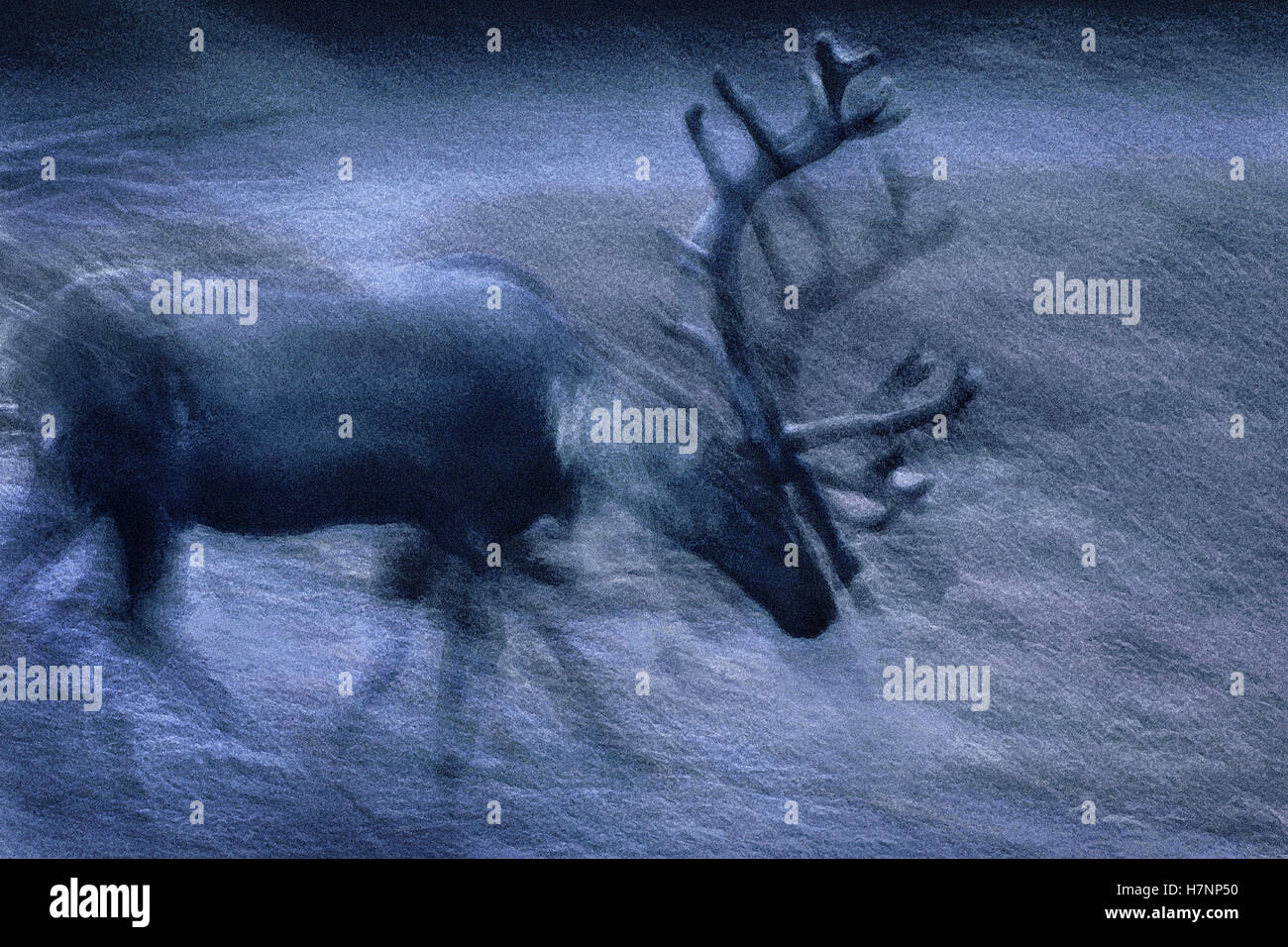 Woodland Caribou (Rangifer tarandus caribou) in motion, Minnesota Zoo ...