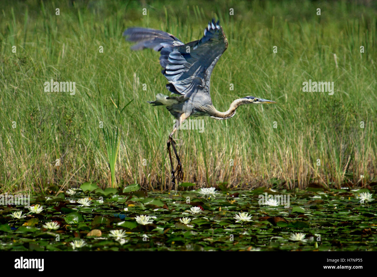 Great Blue Heron (Ardea herodias) taking flight from lily pond ...