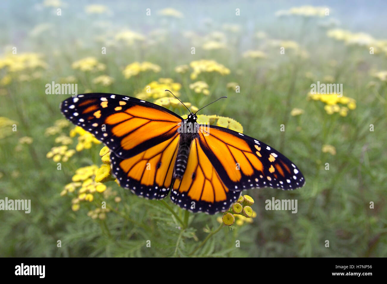 Monarch (Danaus plexippus) butterfly, Minnesota Stock Photo - Alamy