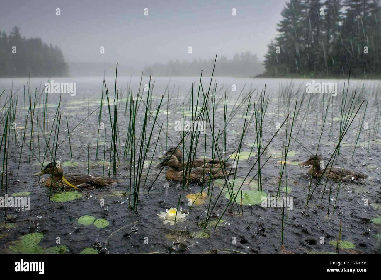American Black Duck (Anas rubripes) group on lake in thunder storm ...
