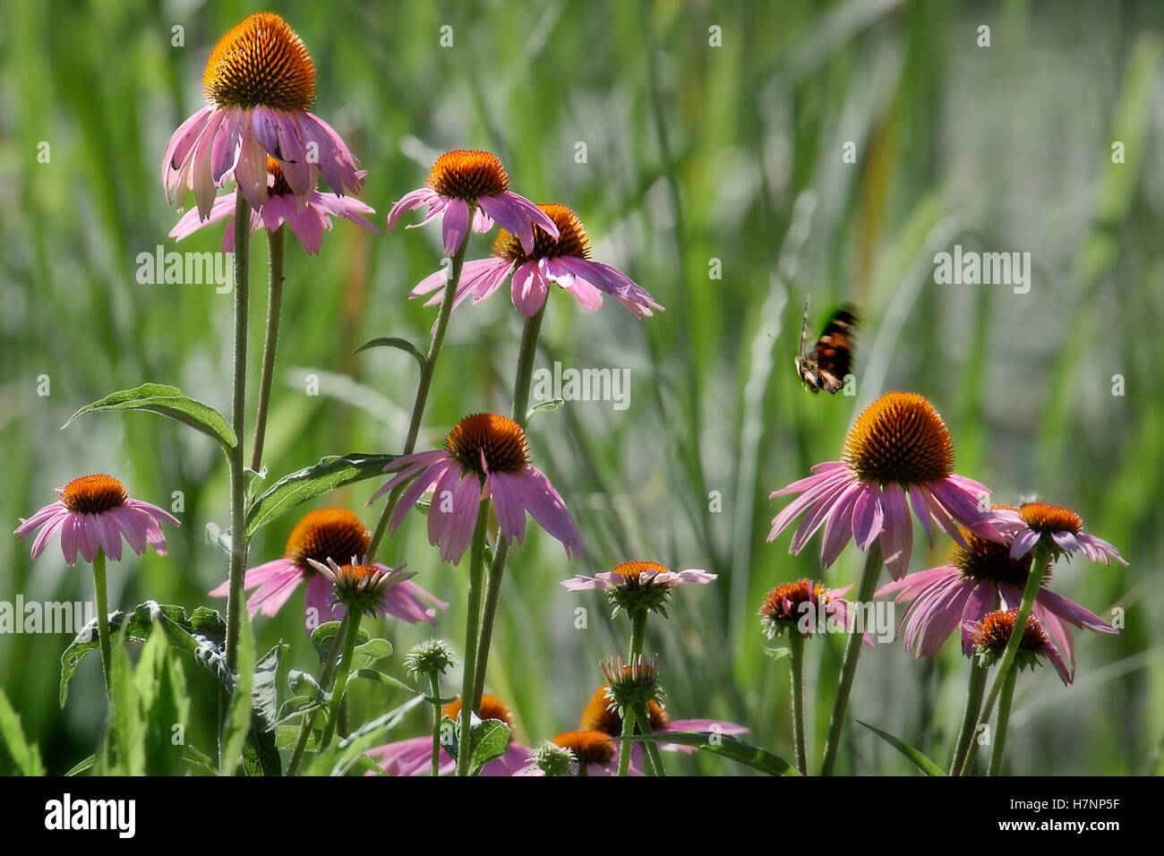 Purple Coneflower (Echinacea purpurea) field, Minnesota Stock Photo - Alamy