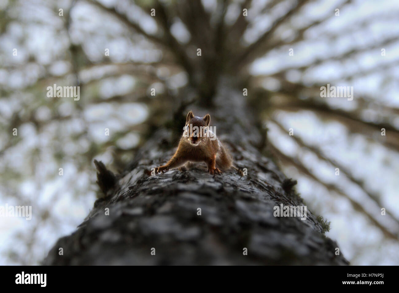 Red Squirrel (Tamiasciurus hudsonicus) on Red Pine (Pinus resinosa ...
