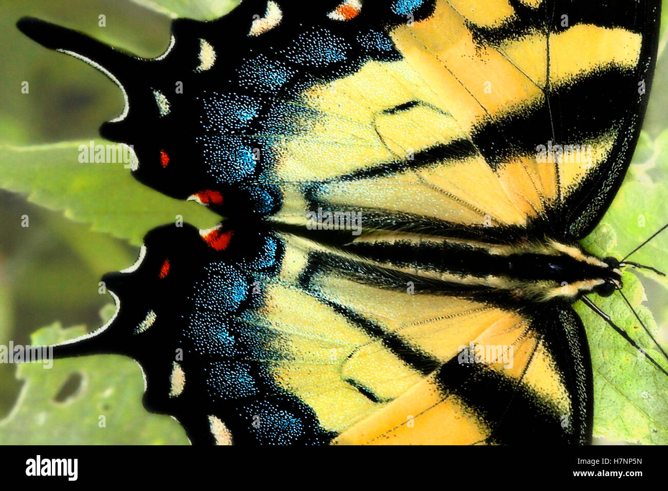 Swallowtail (Papilio sp) butterfly, Minnesota Stock Photo - Alamy