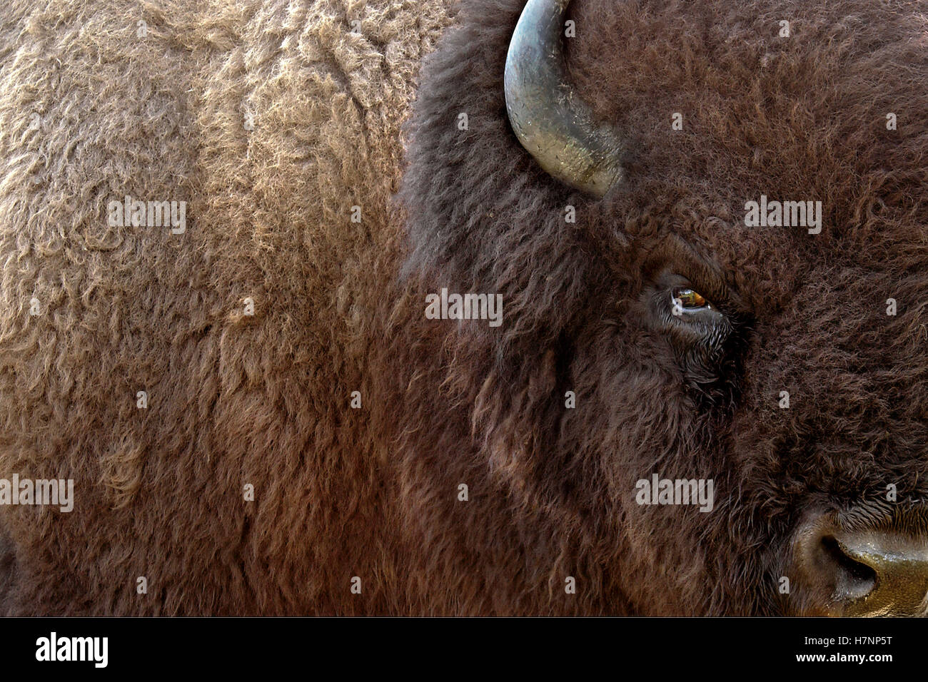 American Bison (Bison bison) male, Blue Mounds State Park, Minnesota ...