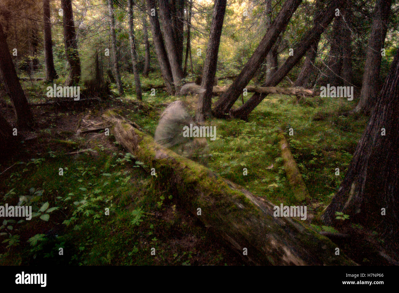 Photographer self-portrait among cedar trees, Northwoods, Minnesota ...