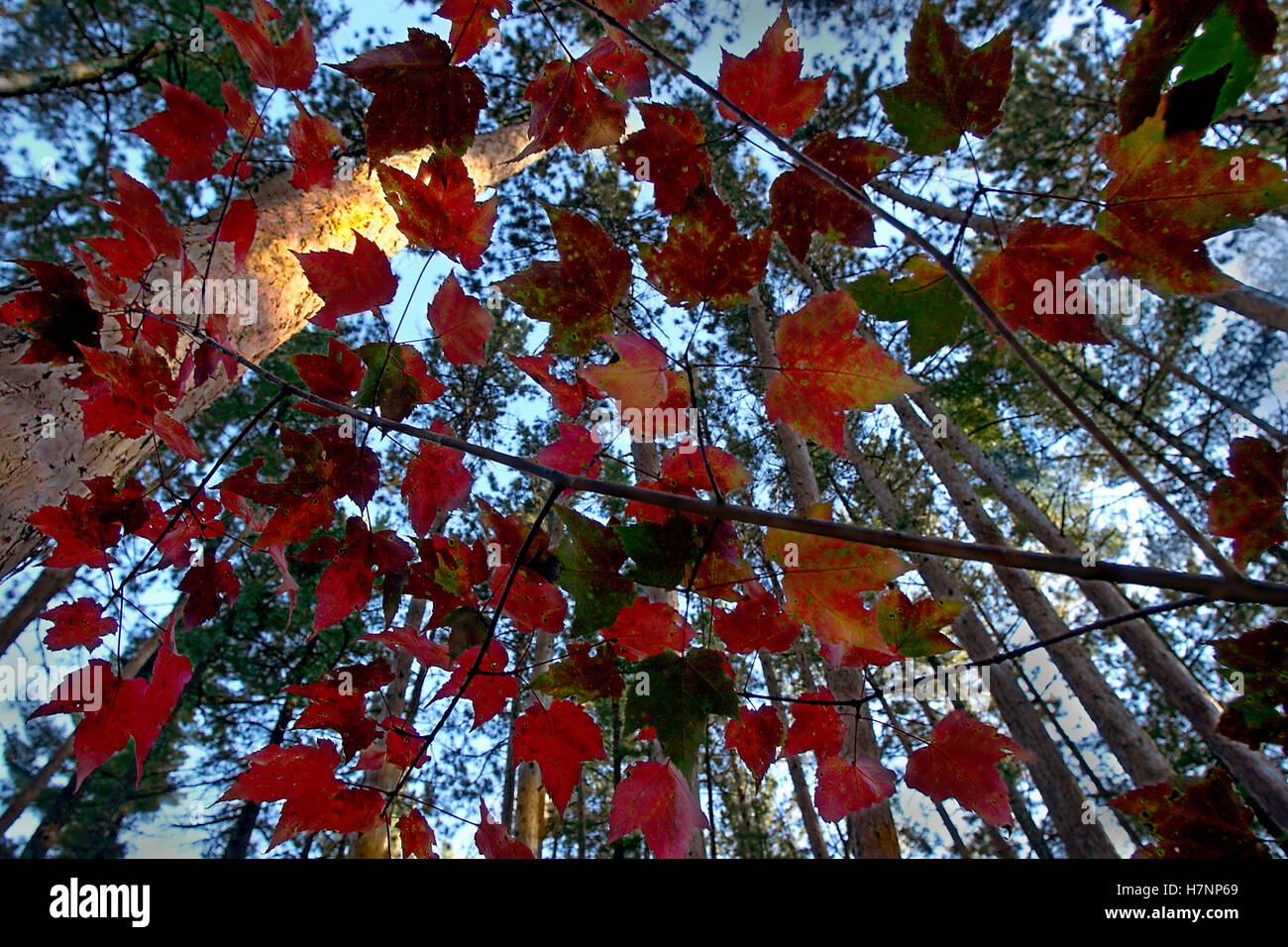 Pine (Pinus sp) trees, towering over young Maple (Acer sp) trees, North ...