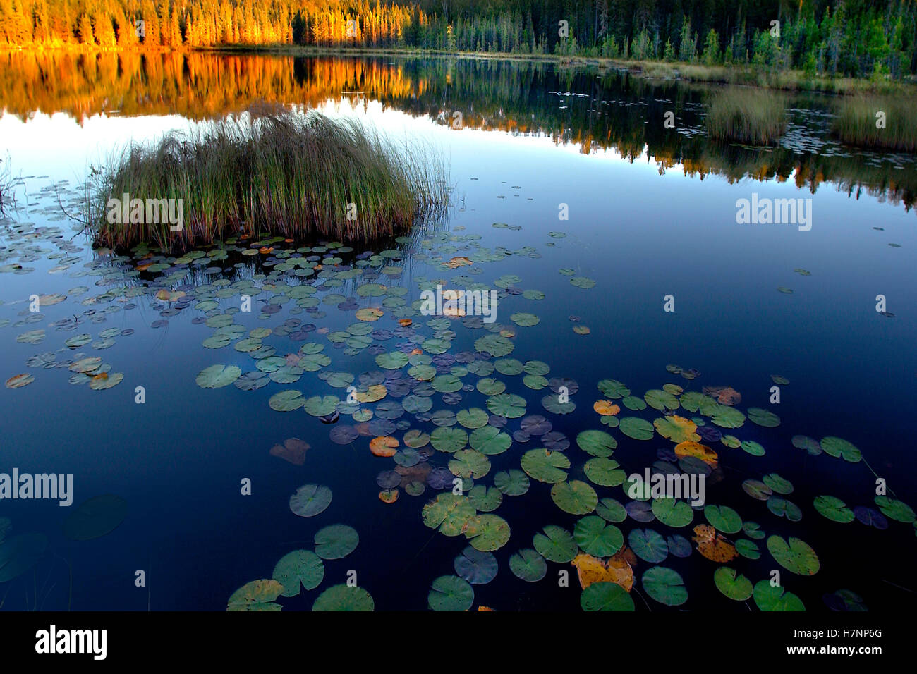 Gem Lake, Northwoods, Minnesota Stock Photo - Alamy