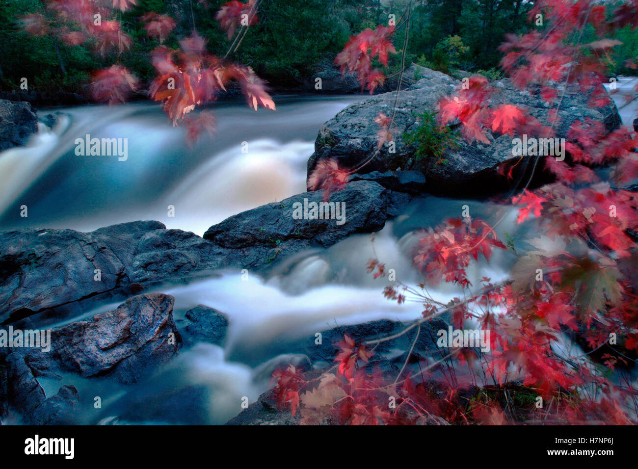 Sugar Maple (Acer saccharum) trees in autumn colors, Vermilion Falls ...