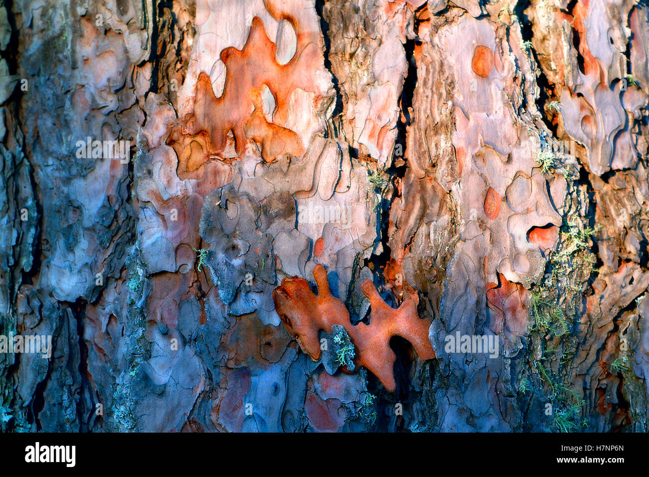 Red Pine (Pinus resinosa) bark detail, Northwoods, Minnesota Stock ...
