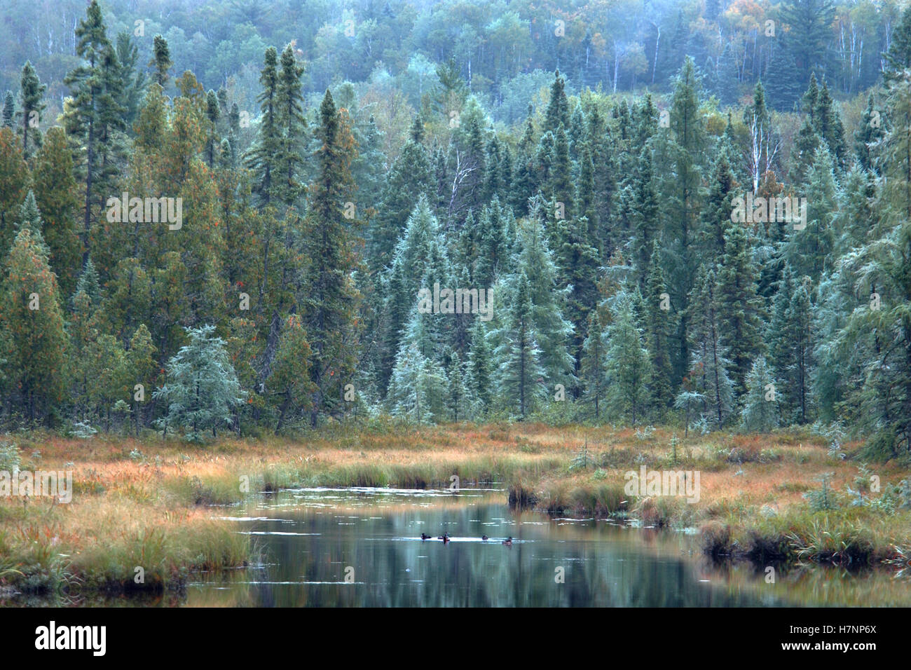 Baptism River, Northwoods, Minnesota Stock Photo - Alamy