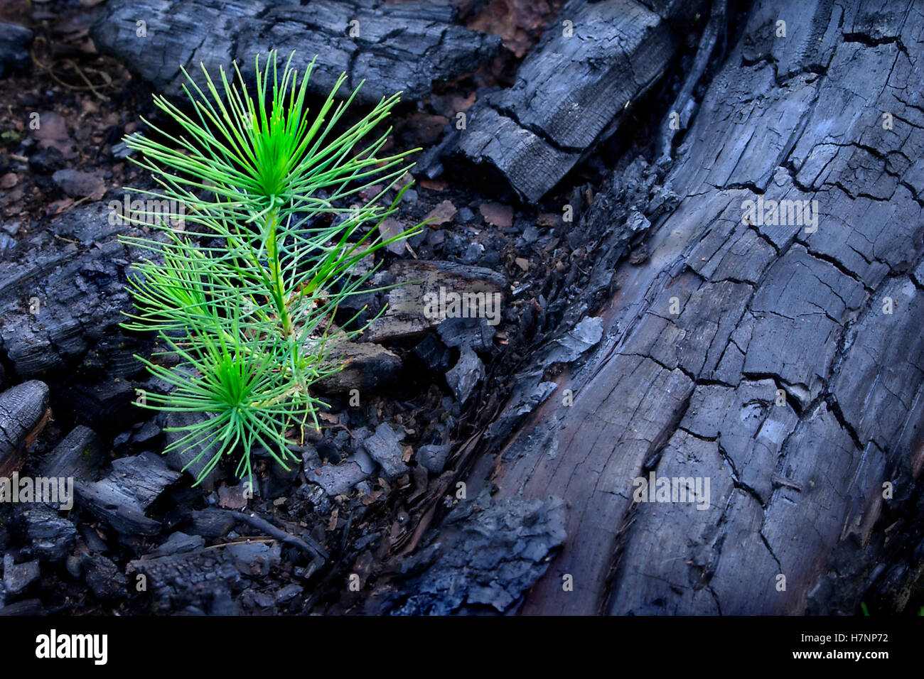 Jack Pine (Pinus banksiana) seedling sprouting after fire, Minnesota ...