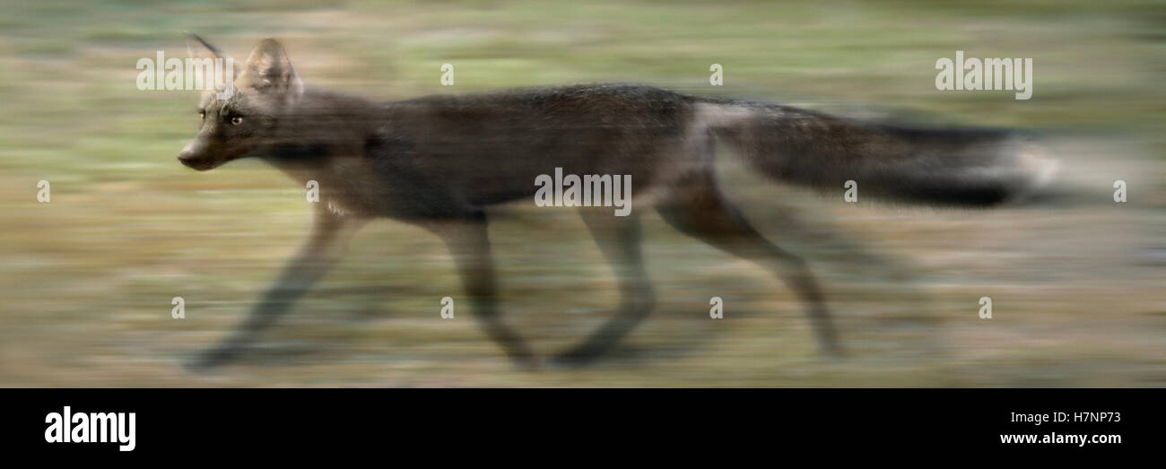 Red Fox (Vulpes vulpes) in changing coat phase running, Northwoods ...
