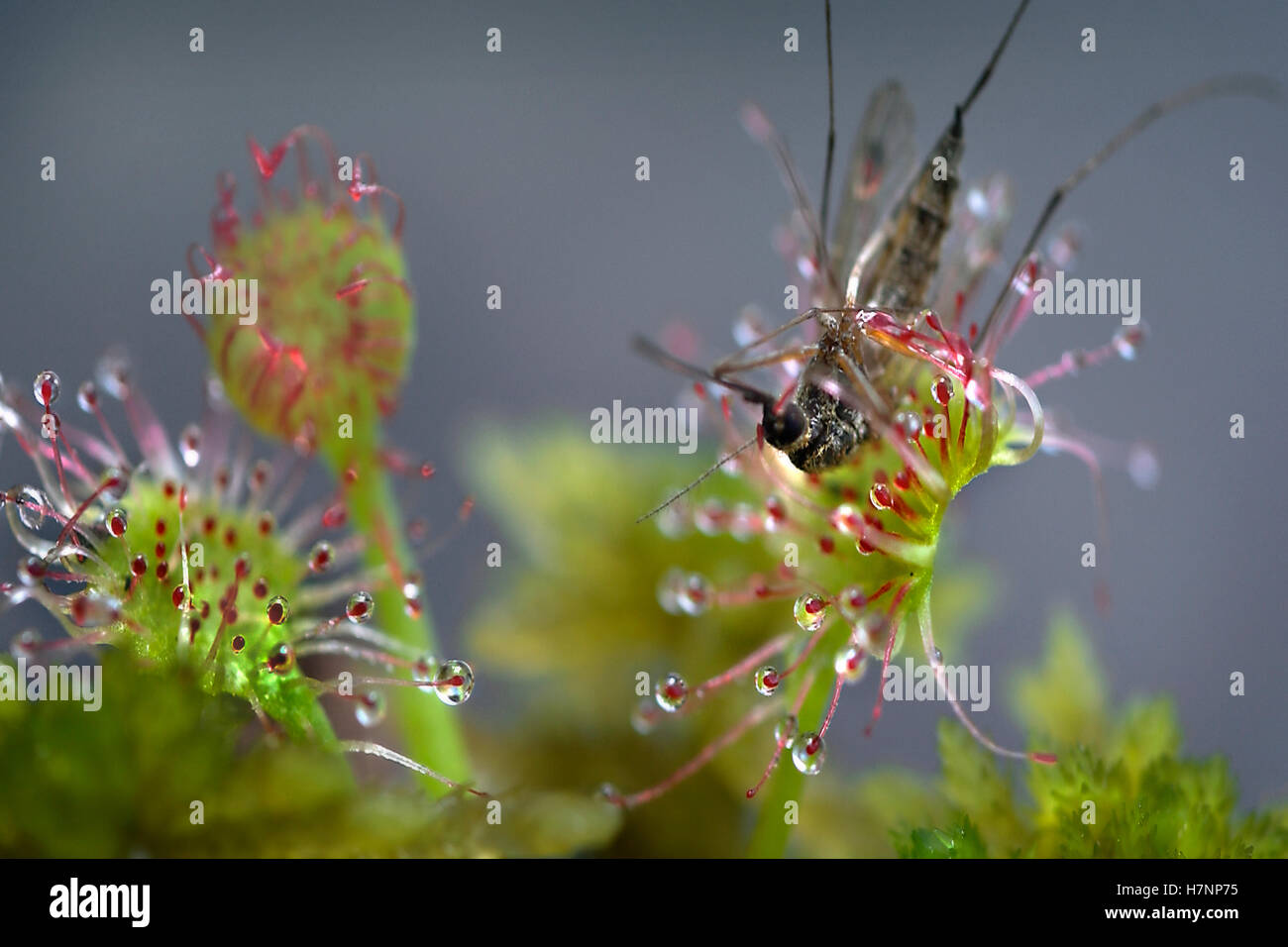 Sundew (Drosera sp) plant with caught mosquito, Northwoods, Minnesota ...