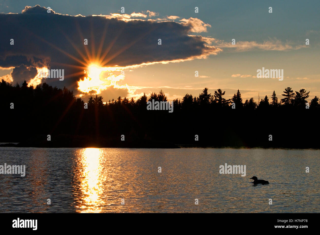 Common Loon (Gavia immer) on lake at sunset, Northwoods, Minnesota ...