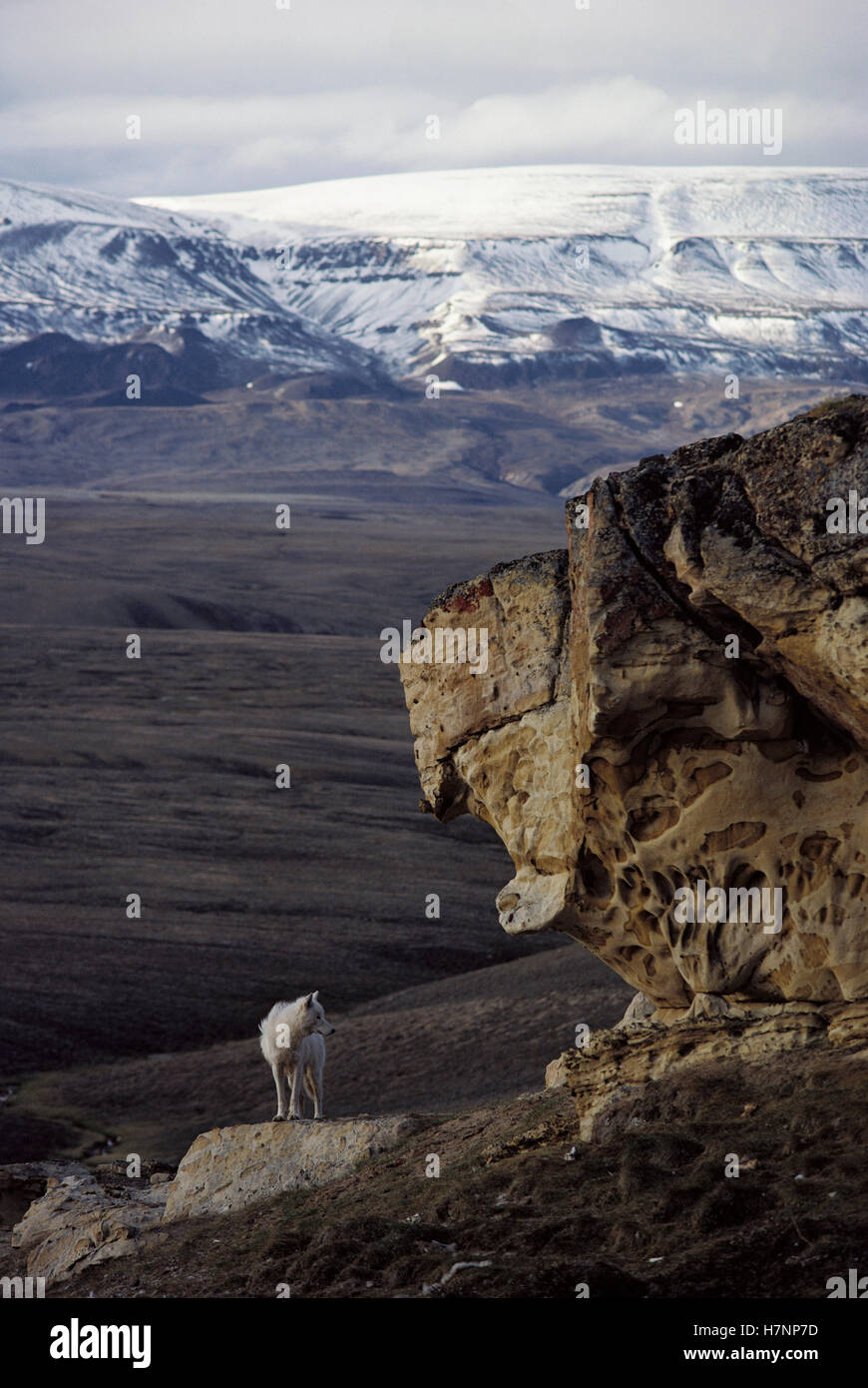 Arctic Wolf (Canis lupus) near den, Ellesmere Island, Nunavut, Canada ...