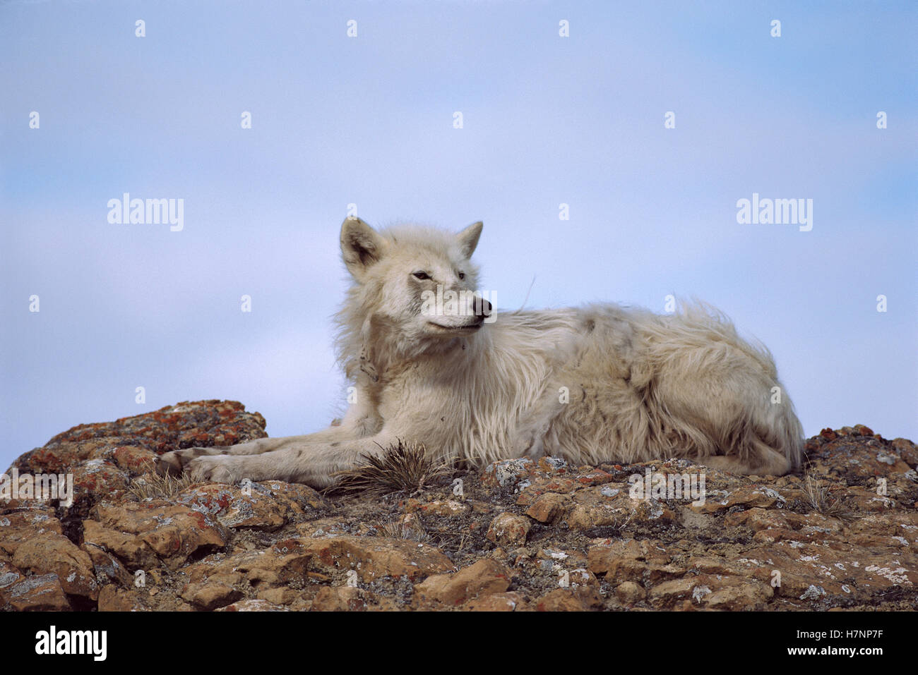 Arctic Wolf (Canis lupus) laying on top of mound, Ellesmere Island ...