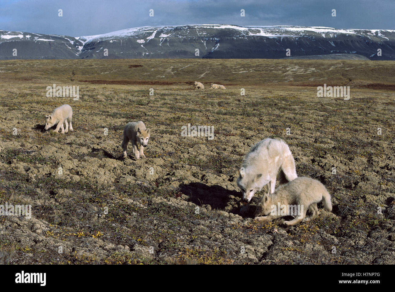 Arctic Wolf (Canis lupus) juvenile babysitting pups, Ellesmere Island ...