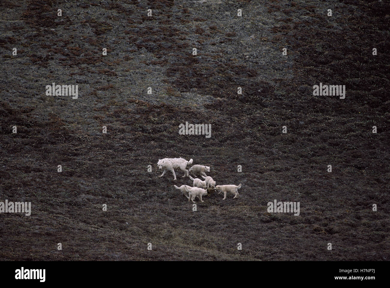 Arctic Wolf (Canis lupus) playing with pups, Ellesmere Island, Nunavut ...
