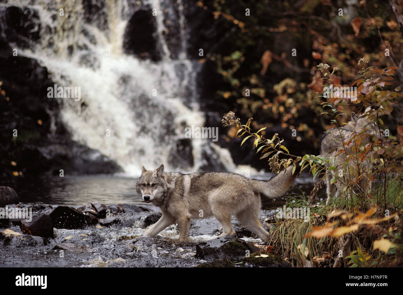 Timber Wolf (Canis lupus) crossing stream, Superior National Forest ...