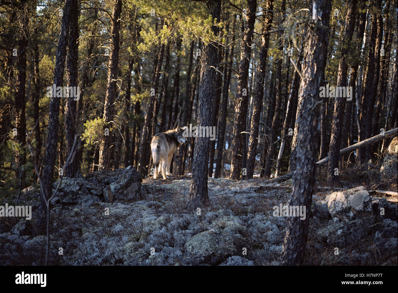 Timber Wolf (Canis lupus) in boreal forest, Northwoods, Minnesota Stock ...