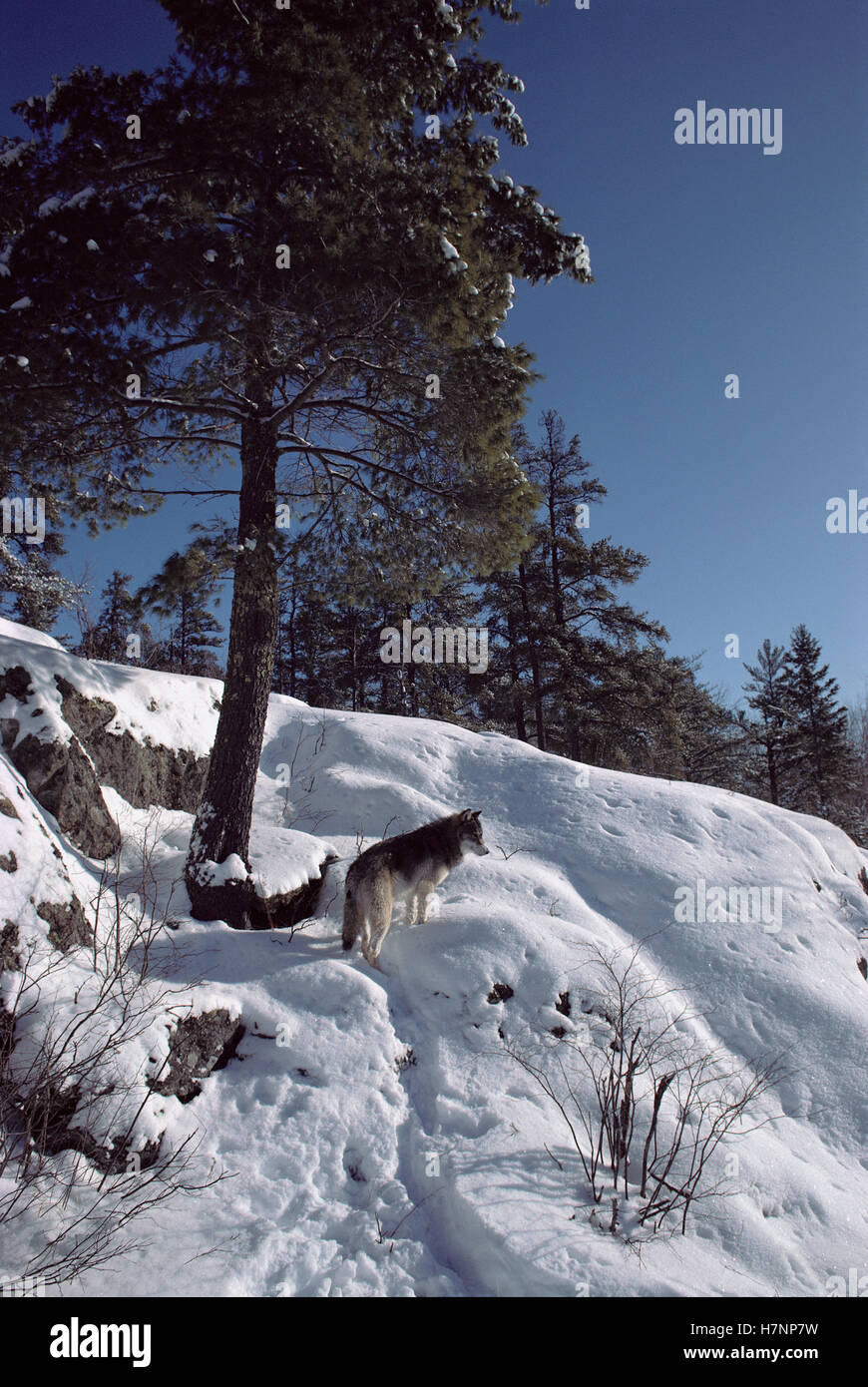 Timber Wolf (Canis lupus) standing on snowy hillside, Minnesota Stock ...