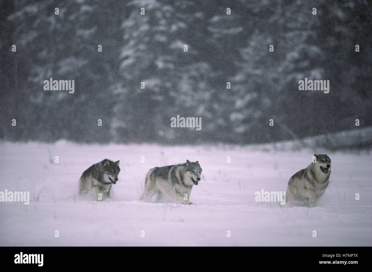 Timber Wolf (Canis lupus) trio running in snow, Minnesota Stock Photo ...