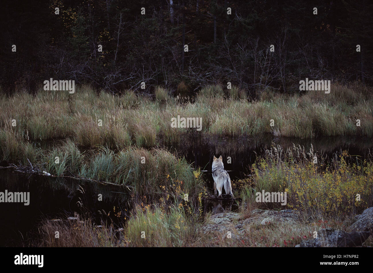 Timber Wolf (Canis lupus) hunting for American Beaver (Castor ...