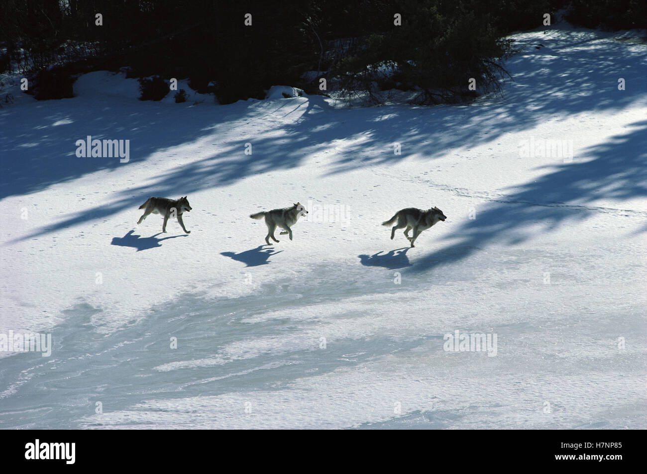 Timber Wolf (Canis lupus) trio running across frozen lake, Minnesota ...