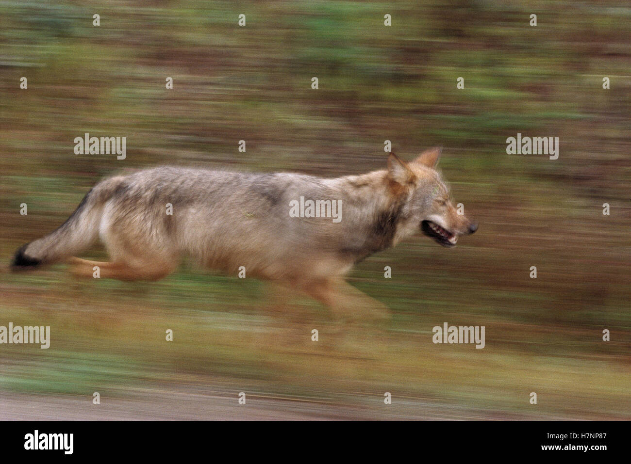 Timber Wolf (Canis lupus) running, Minnesota Stock Photo - Alamy