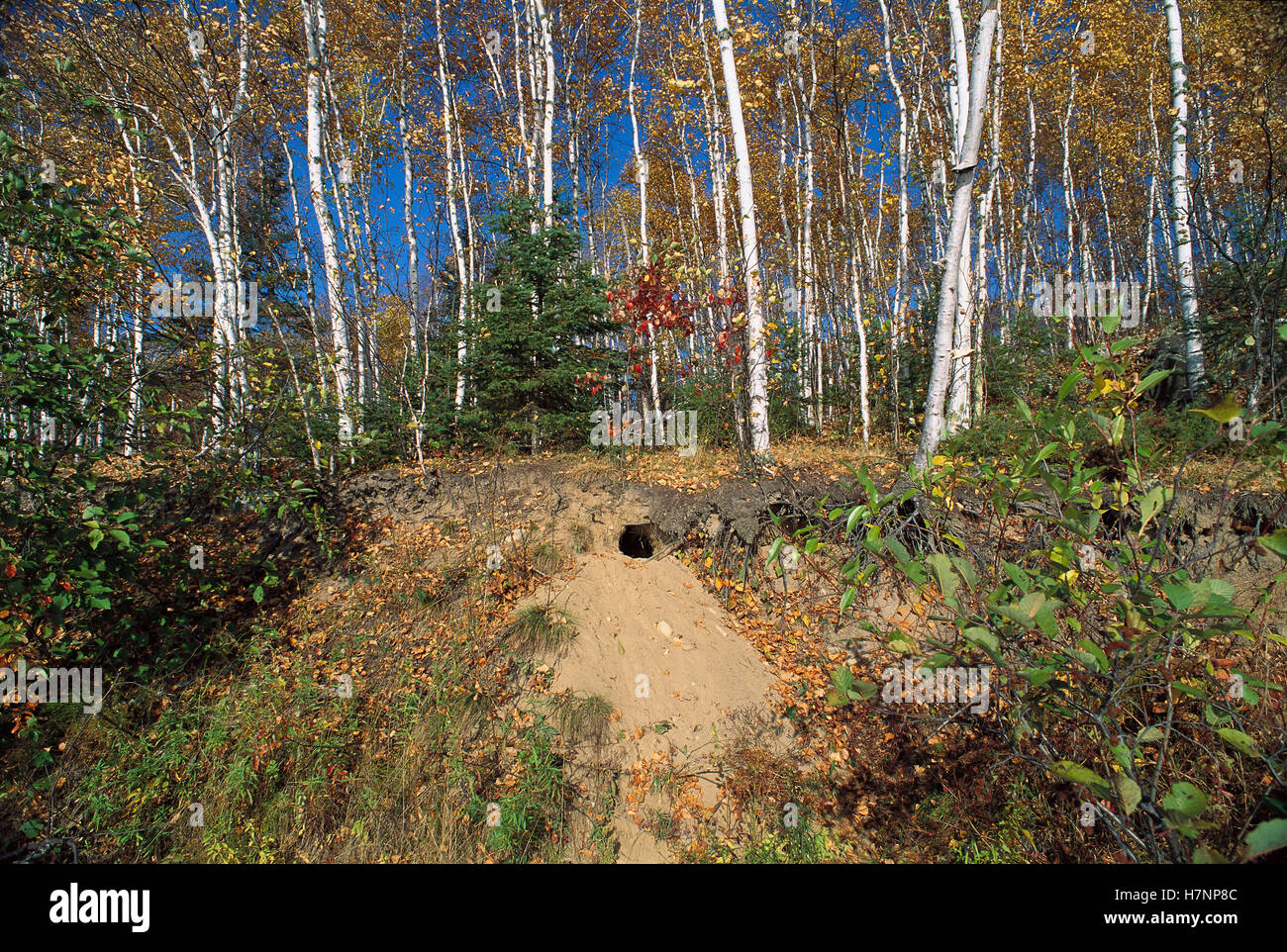 Timber Wolf (Canis lupus) possible den site in south-facing sandy slope ...