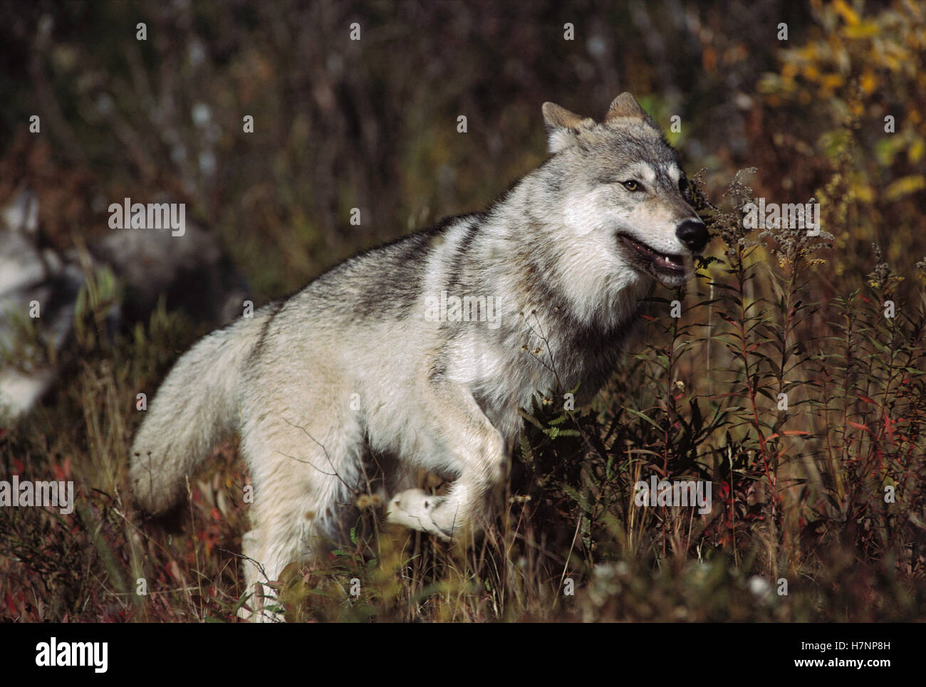 Timber Wolf (Canis lupus) running, North America Stock Photo - Alamy