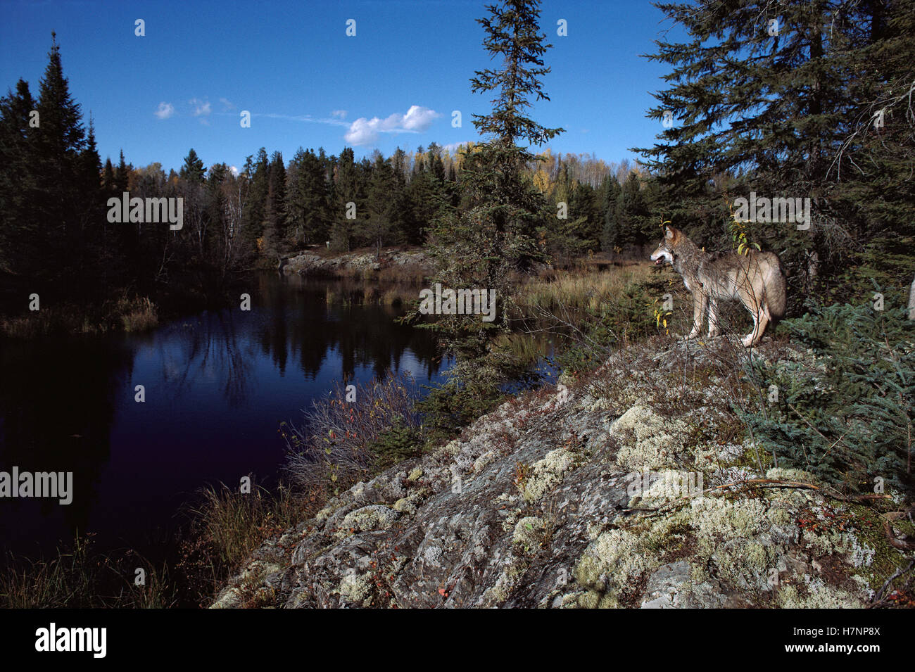 Timber Wolf (Canis lupus) standing on rock overlooking water, Minnesota ...