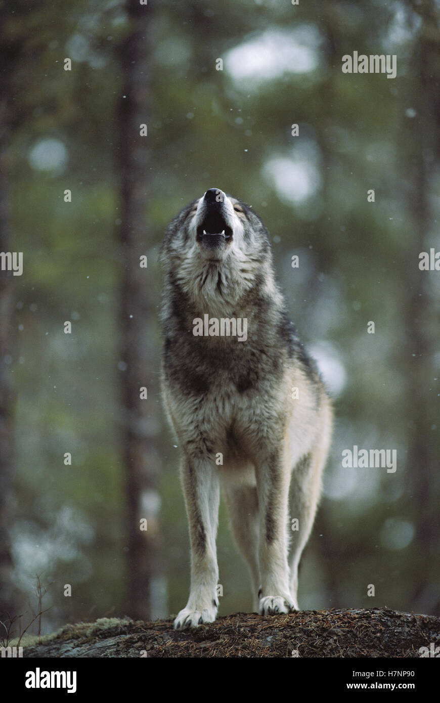 Timber Wolf (Canis lupus) howling in light snowfall, Minnesota Stock ...