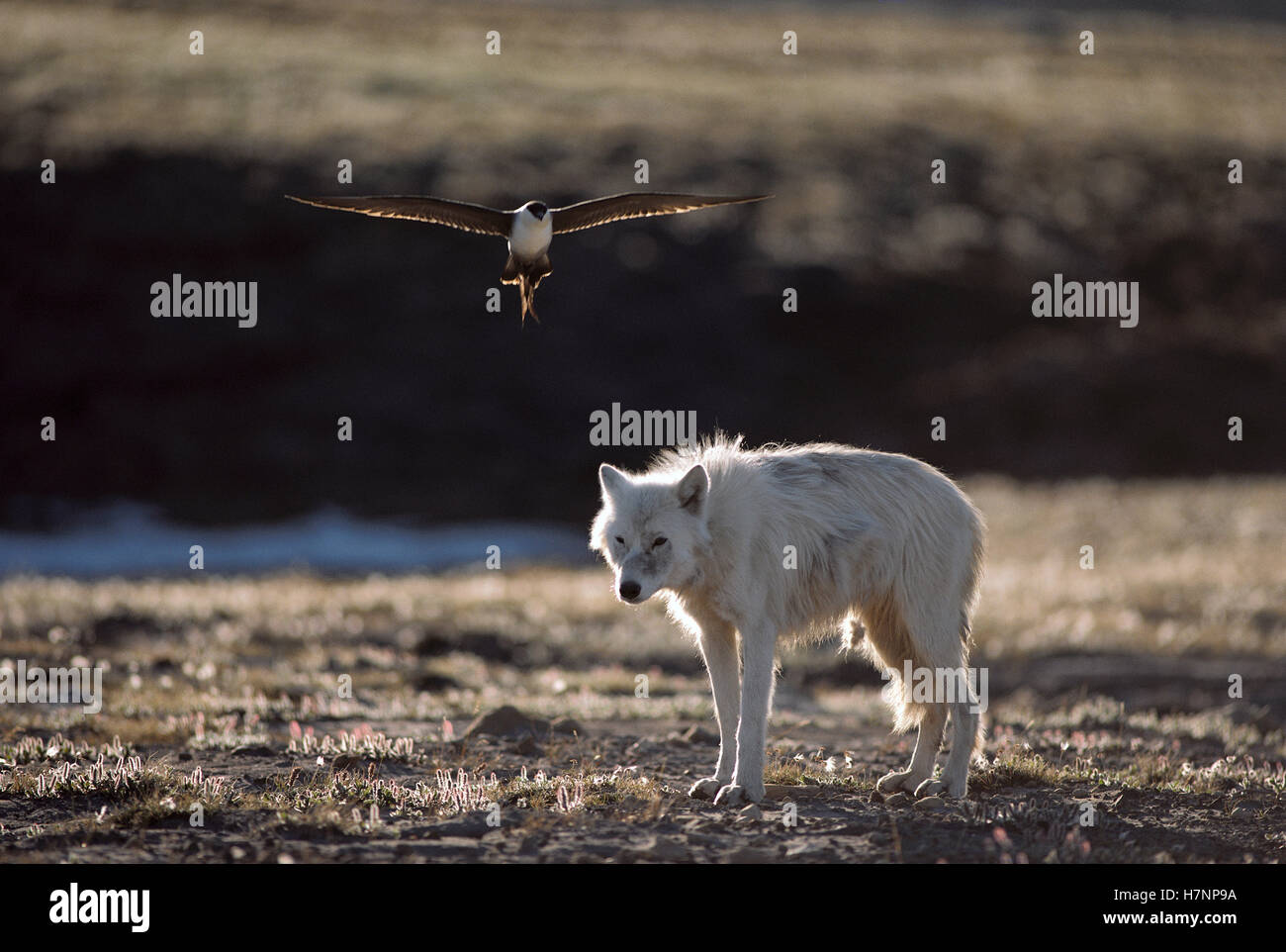 Long-tailed Jaeger (Stercorarius longicaudus) attacking Arctic Wolf ...