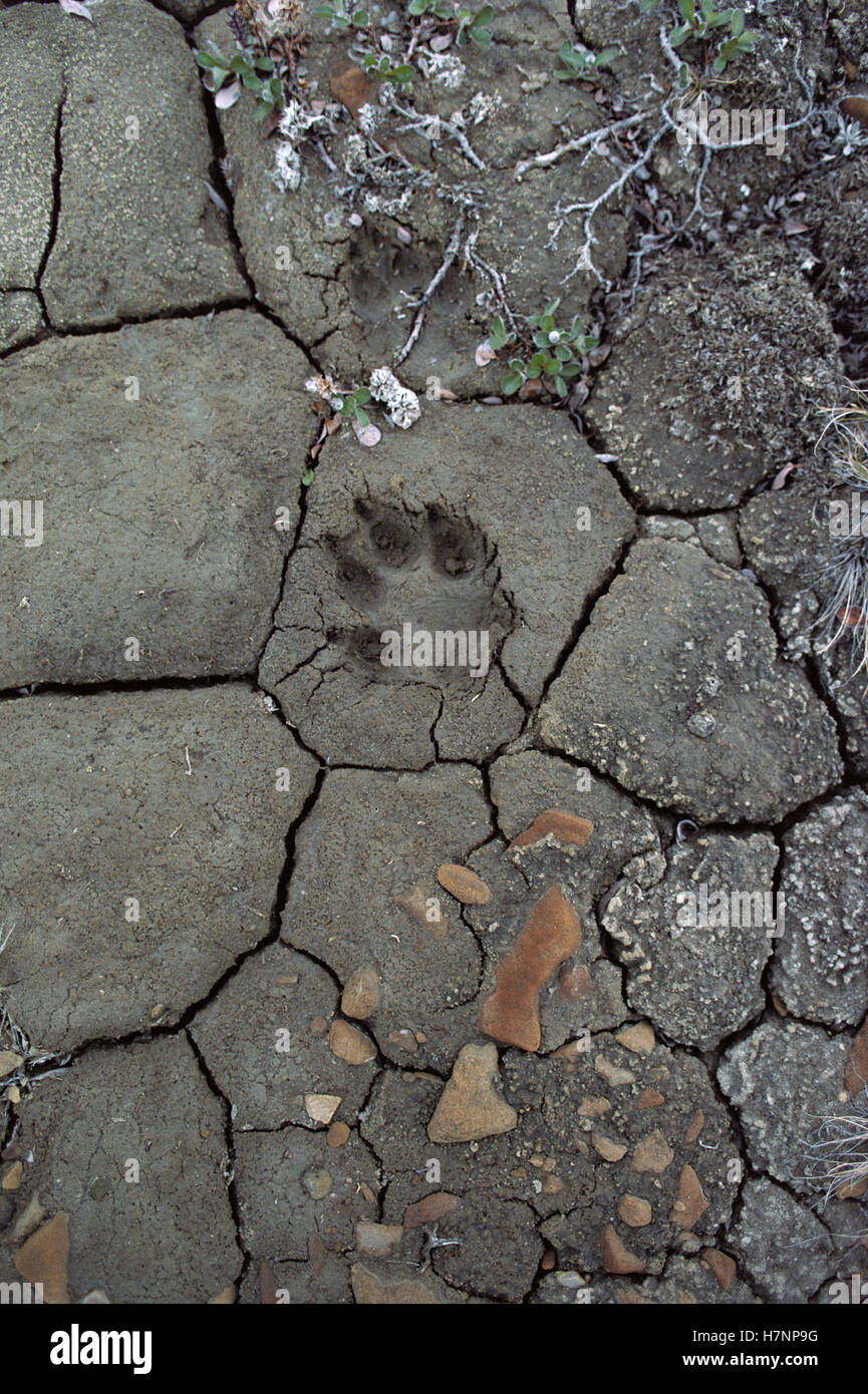 Timber wolf tracks hi-res stock photography and images - Alamy