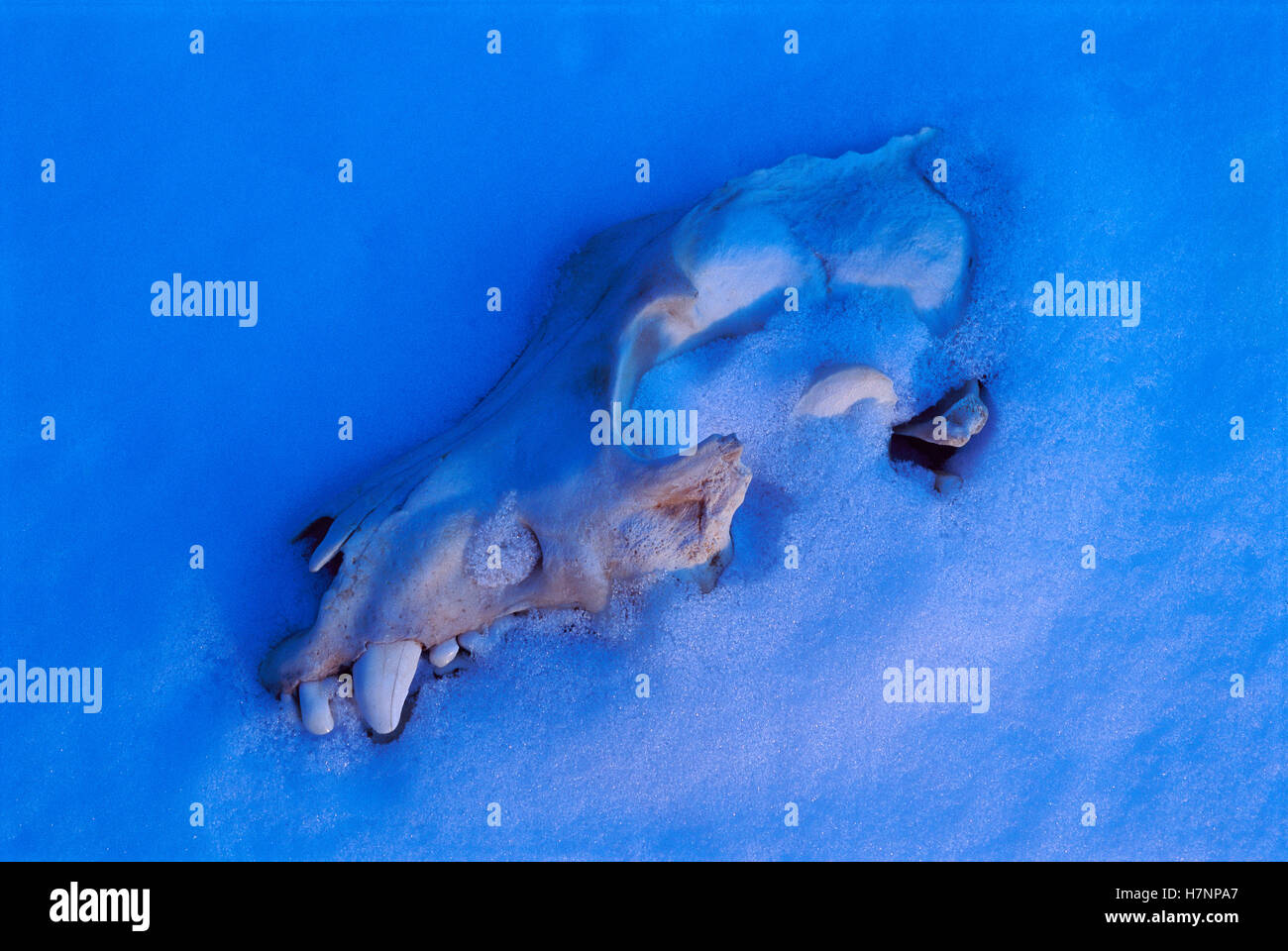 Timber Wolf (Canis lupus) skull in the snow, Minnesota Stock Photo - Alamy
