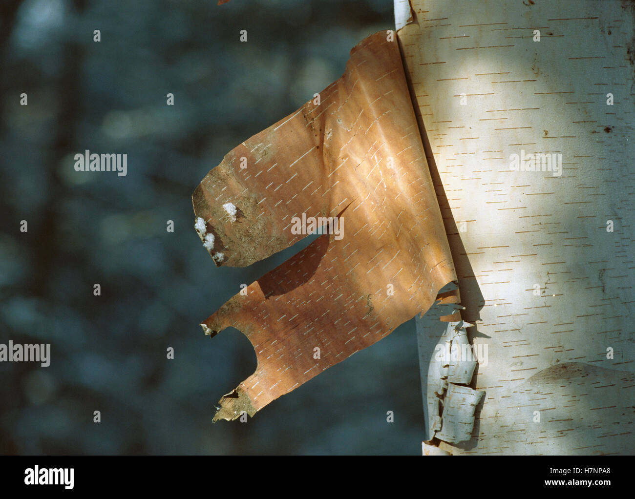 Birch (Betula sp) tree with peeling bark, Northwoods, Minnesota Stock ...