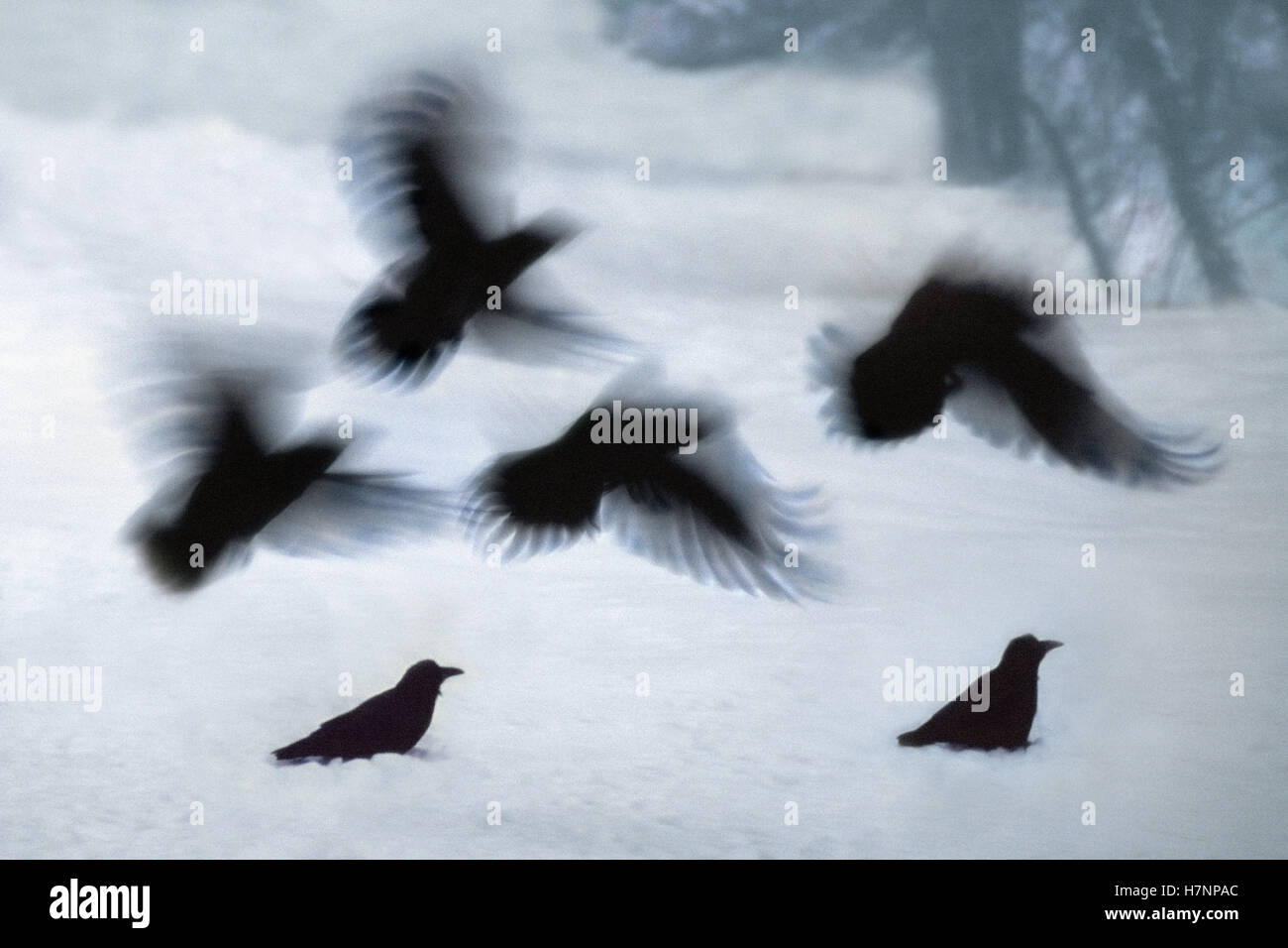 Common Raven (Corvus corax) flock, Minnesota Stock Photo - Alamy