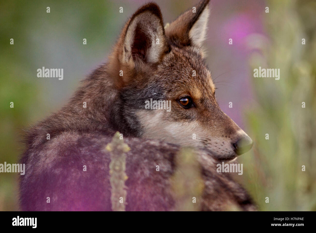 Timber Wolf (Canis lupus) pup looking back over its shoulder, North ...