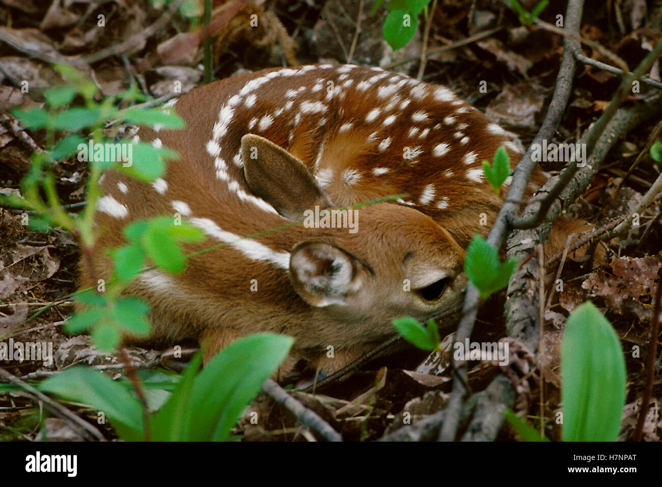 White-tailed Deer (Odocoileus virginianus) fawn curled up on forest ...