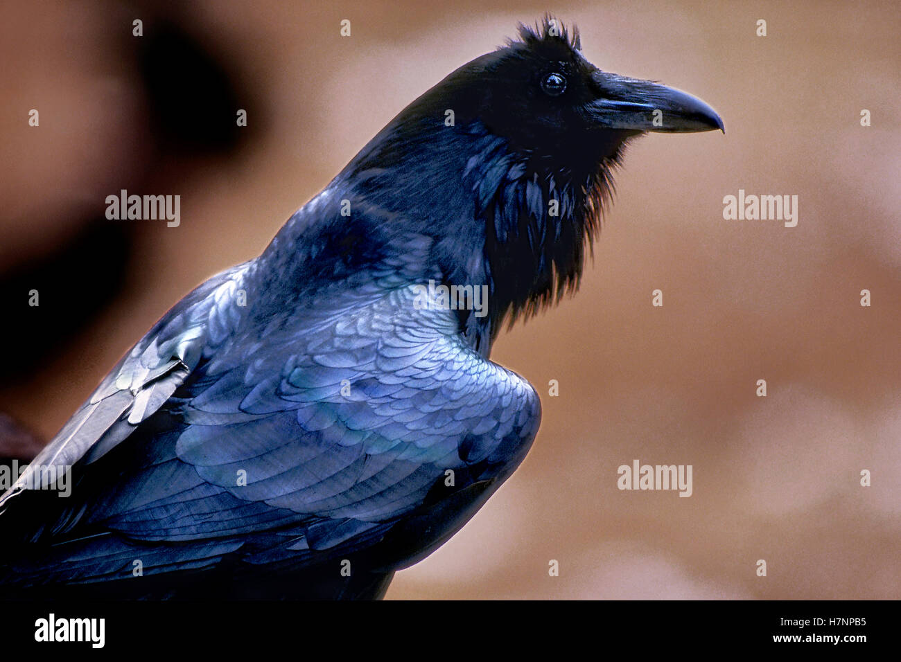 Common Raven (Corvus corax) with iridescent blue-black feathers ...