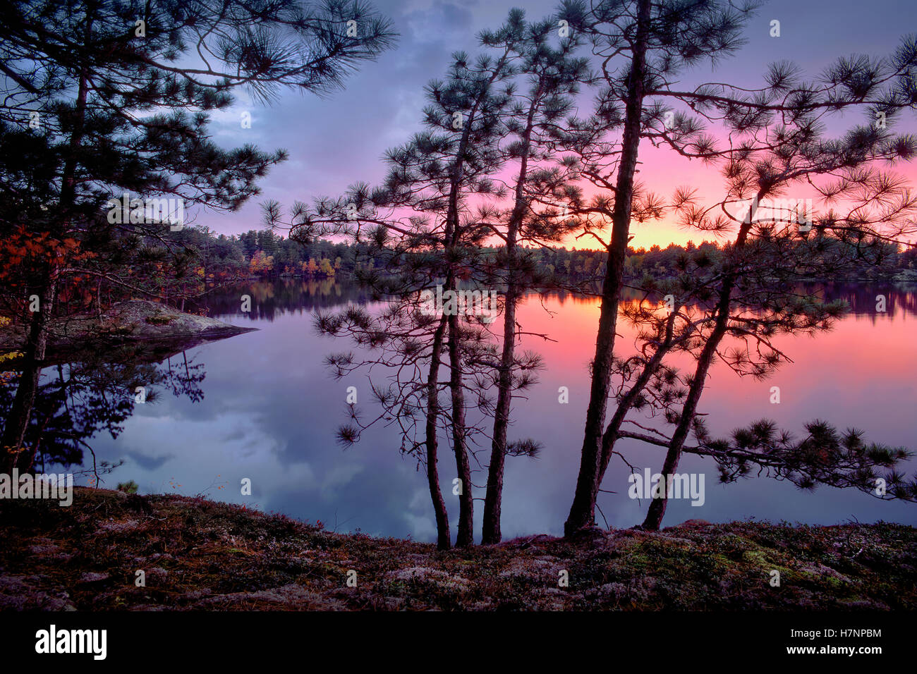 Sunset through Pine (Pinus sp) trees, Burntside Lake, Superior National ...