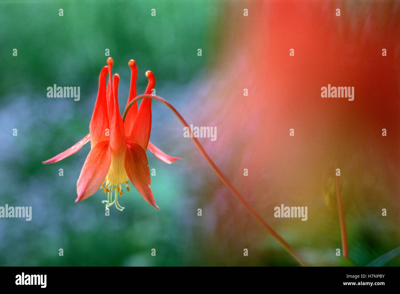 Wild Columbine (Aquilegia canadensis) flower, Northwoods, Minnesota ...