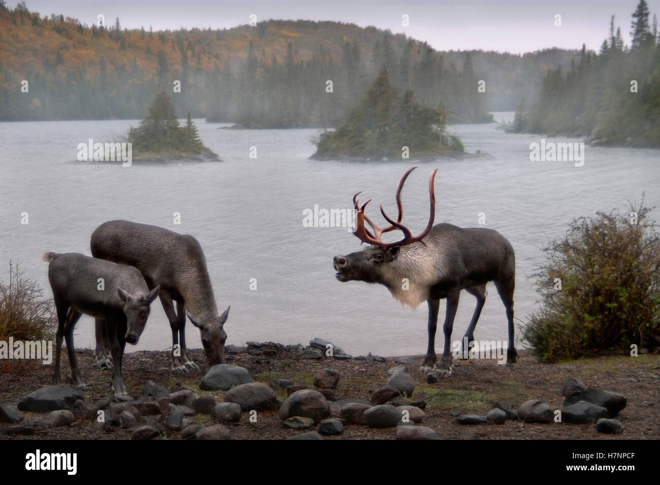 Woodland Caribou (Rangifer tarandus caribou) bull bellowing at two ...