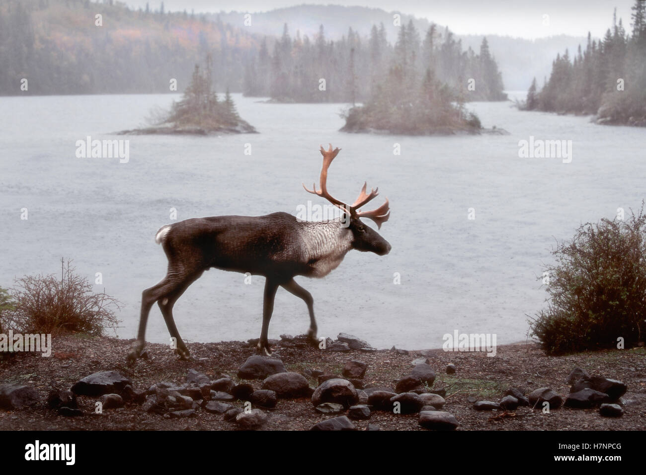 Woodland Caribou (Rangifer tarandus caribou) bull walking along ...