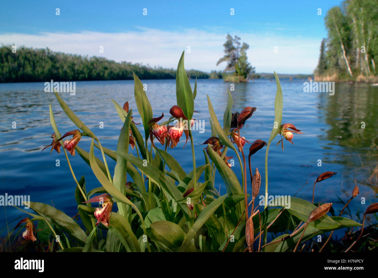 Rams Head Lady's Slipper (Cypripedium arietinum) orchid, Boundary ...