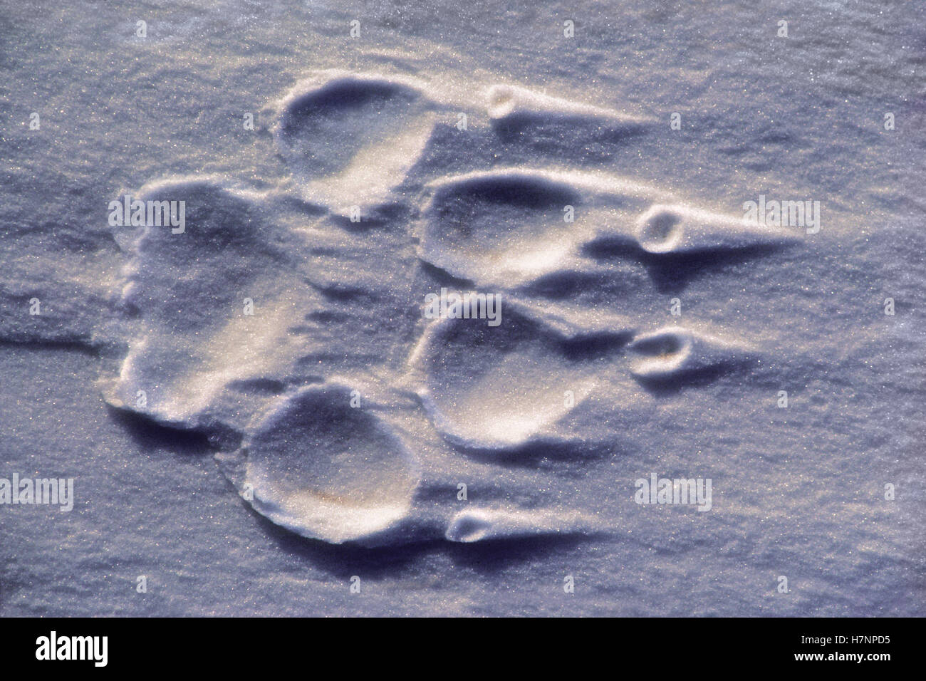 Timber Wolf (Canis lupus) track in snow, Minnesota Stock Photo - Alamy