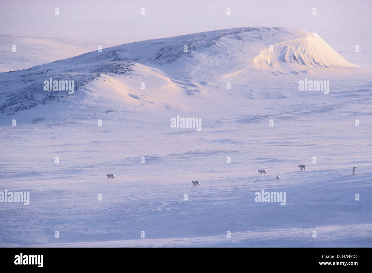 Arctic Wolf (Canis lupus) pack crossing valley, Ellesmere Island ...