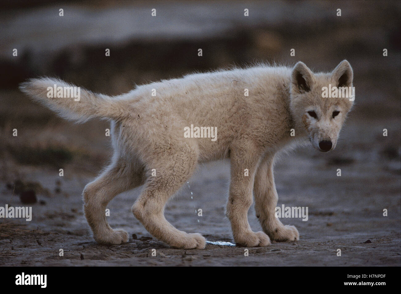 Arctic Wolf (Canis lupus) pup, Ellesmere Island, Nunavut, Canada Stock ...